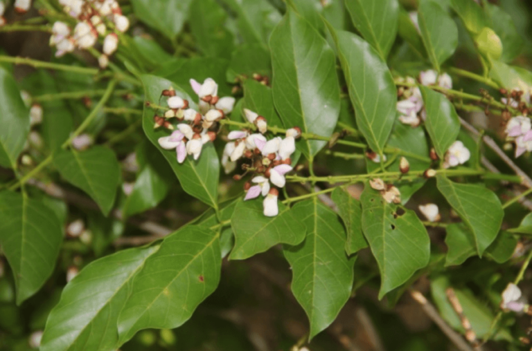 Honge – IAFT – INSTITUTION OF AGROFORESTRY FARMERS AND TECHNOLOGISTS